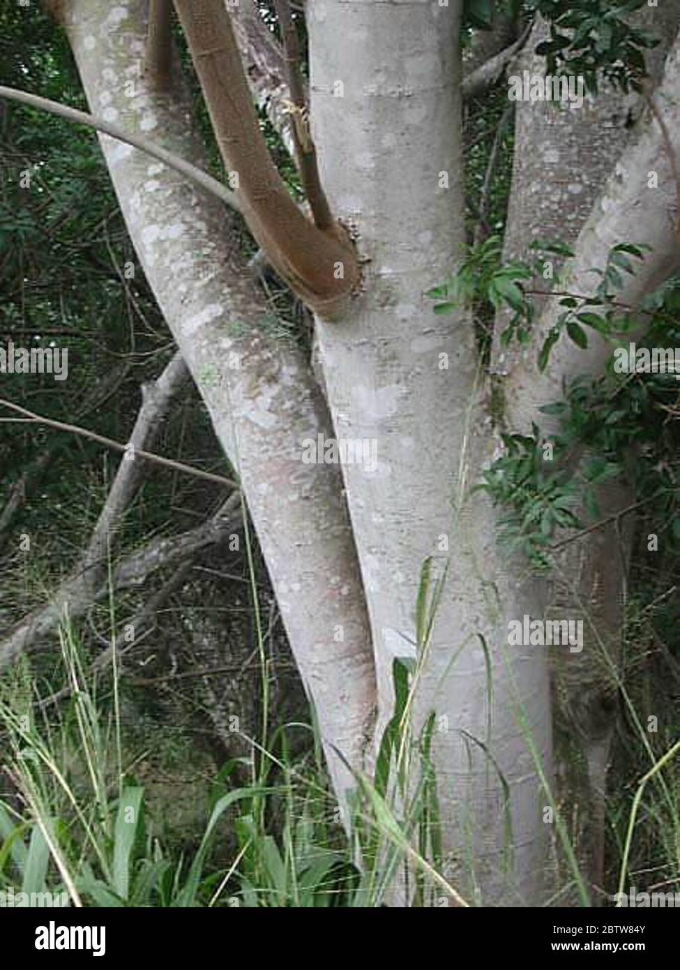 Toona ciliata M Roem Stock Photo - Alamy