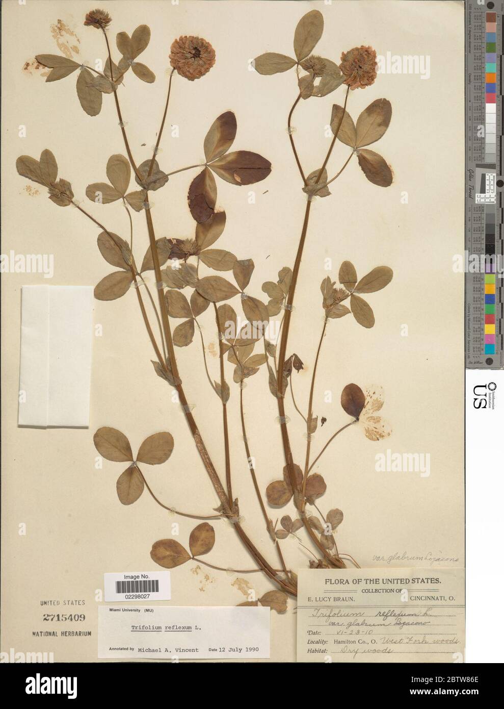 Trifolium reflexum L Stock Photo - Alamy