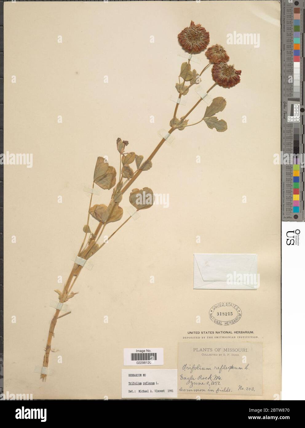 Trifolium reflexum L Stock Photo - Alamy