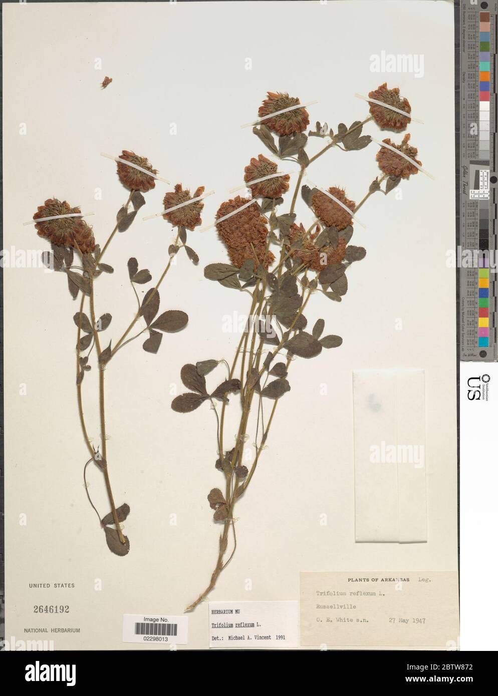 Trifolium reflexum L Stock Photo - Alamy