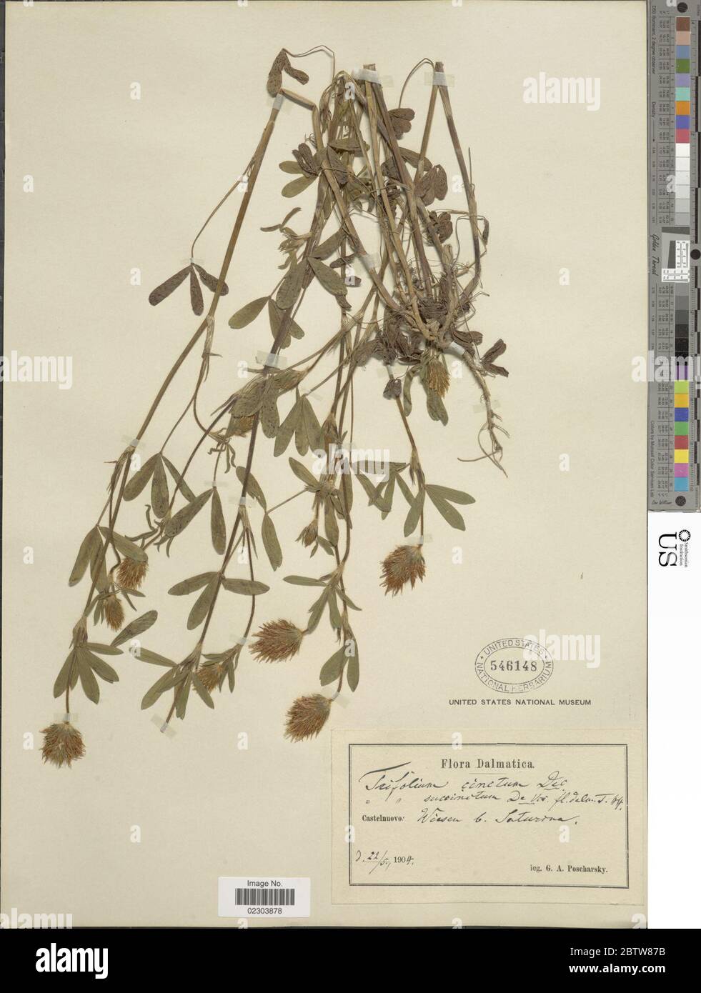 Cinctum hi-res stock photography and images - Alamy