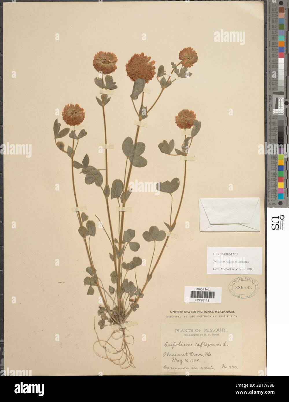 Trifolium reflexum L Stock Photo - Alamy
