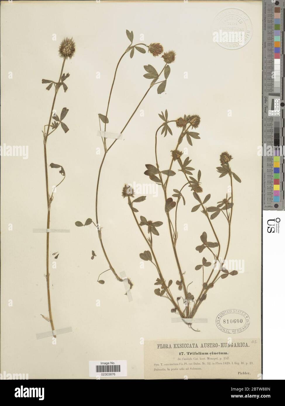 Cinctum hi-res stock photography and images - Alamy