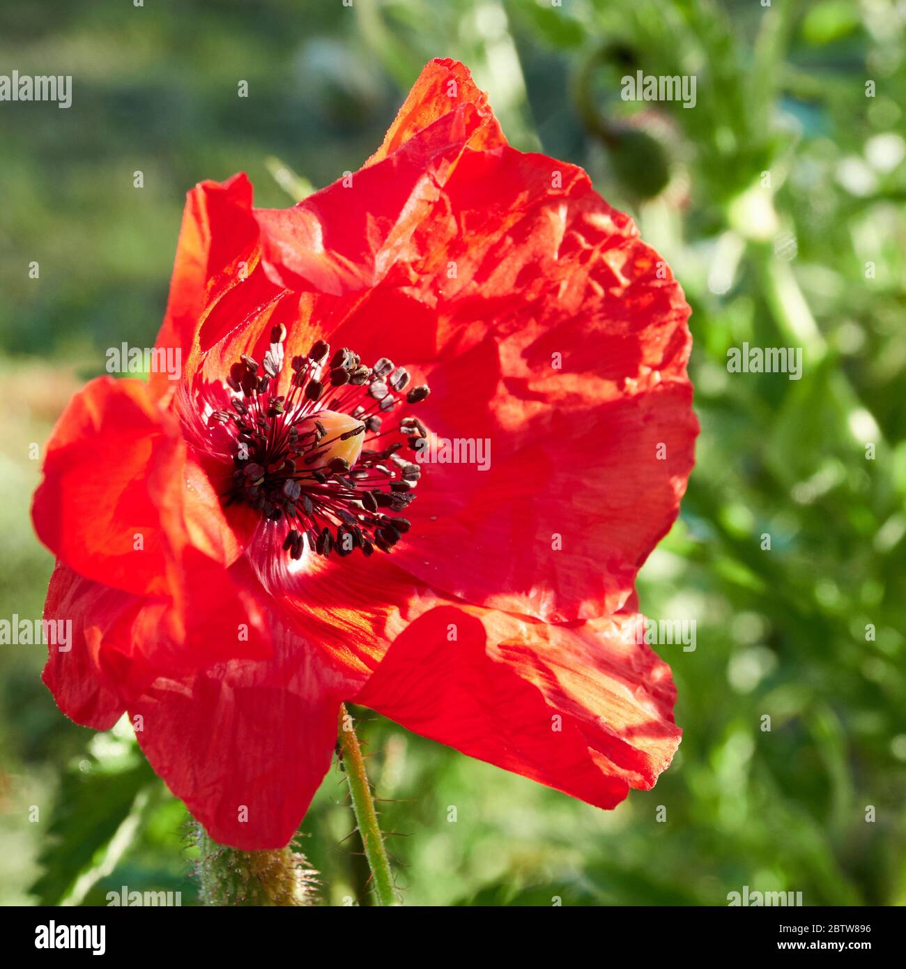 Poppy flower is half hidden from the front Stock Photo - Alamy