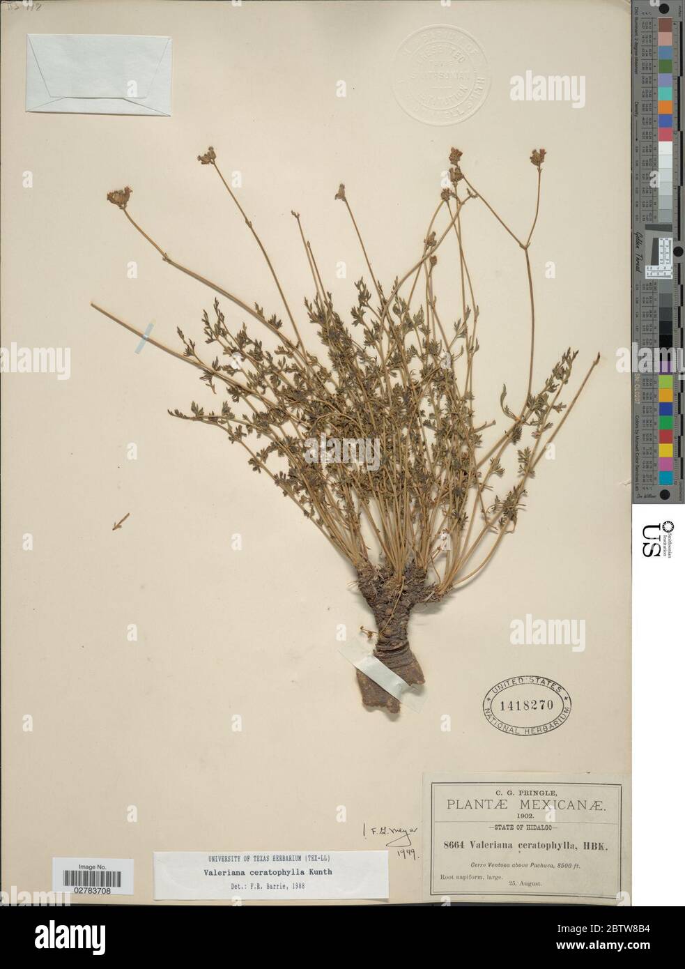 Valeriana ceratophylla Kunth Stock Photo - Alamy