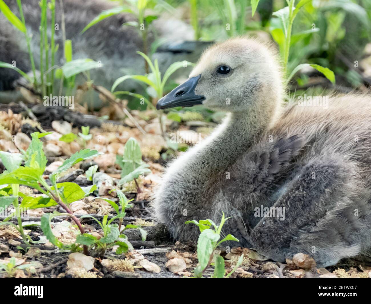 Lesser canada goose hi-res stock photography and images - Alamy