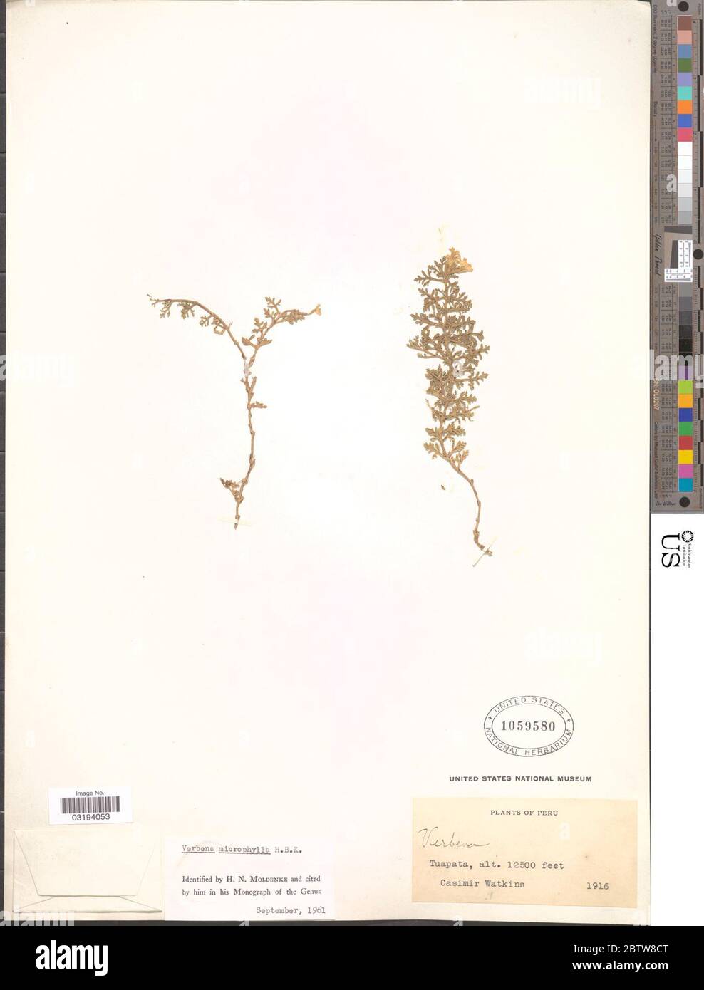 Verbena microphylla Kunth Stock Photo - Alamy