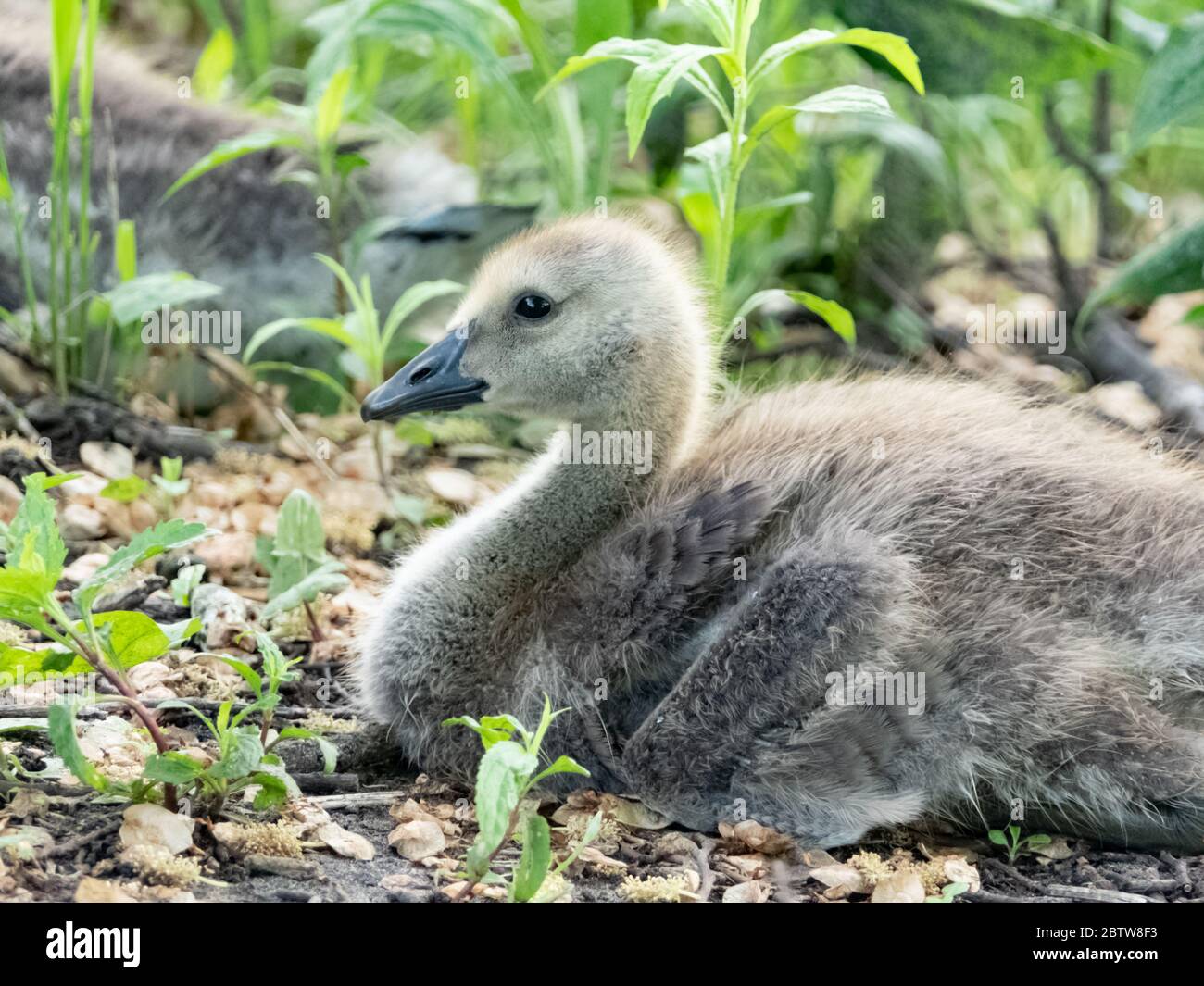 Lesser canada goose hi-res stock photography and images - Alamy