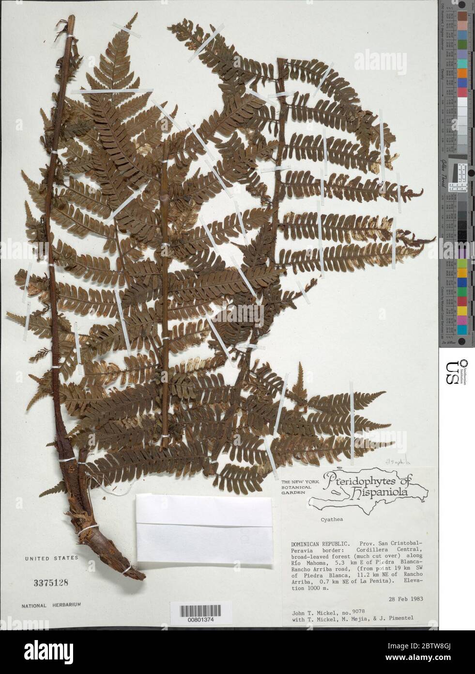 Alsophila sp hi-res stock photography and images - Alamy