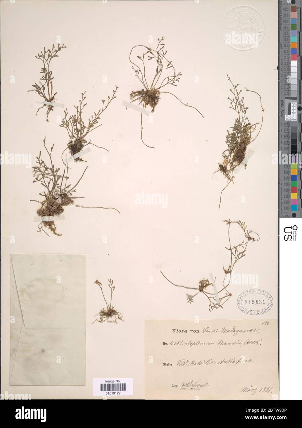 Asplenium mannii Hook Stock Photo - Alamy