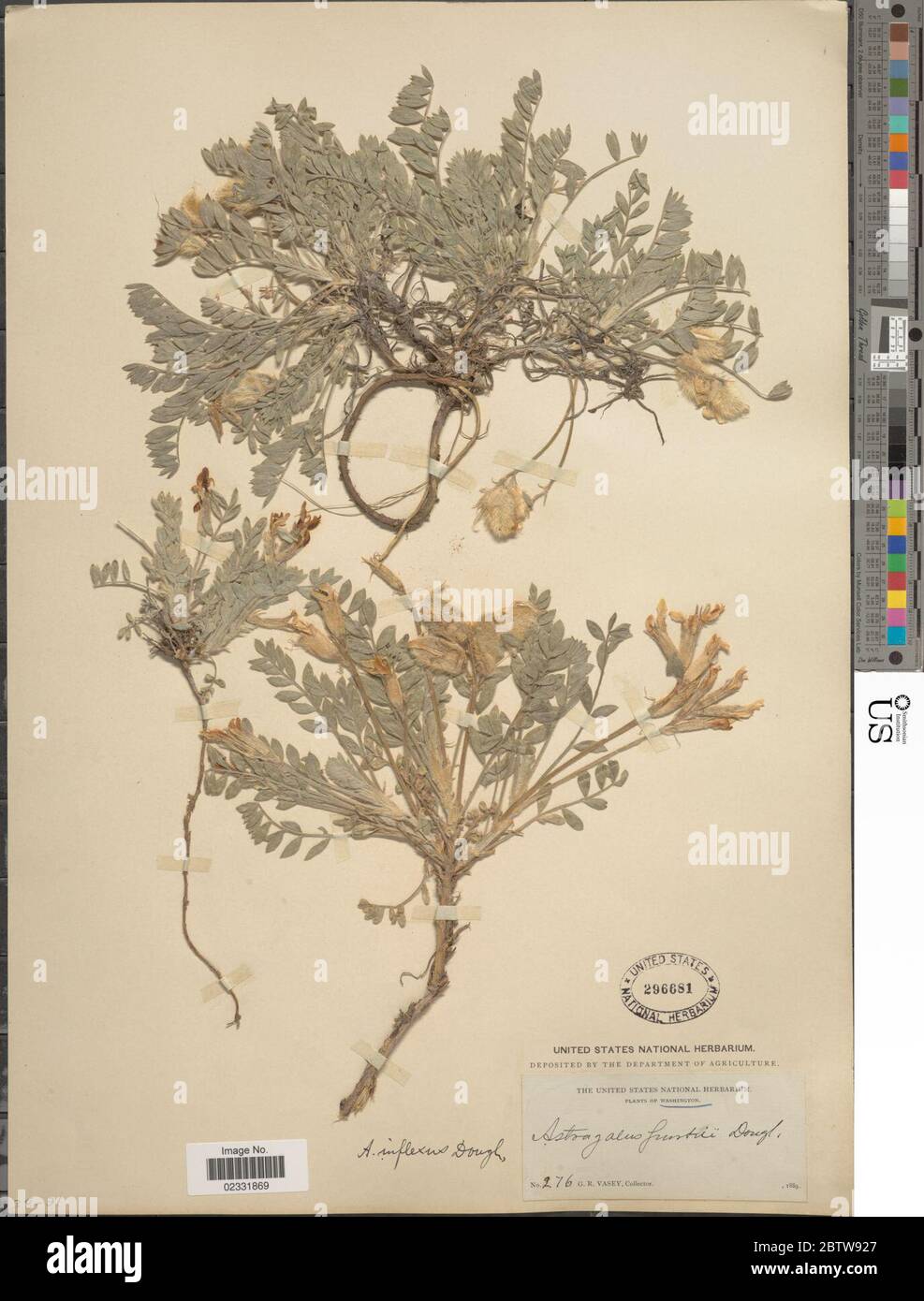 Astragalus inflexus Douglas Stock Photo - Alamy