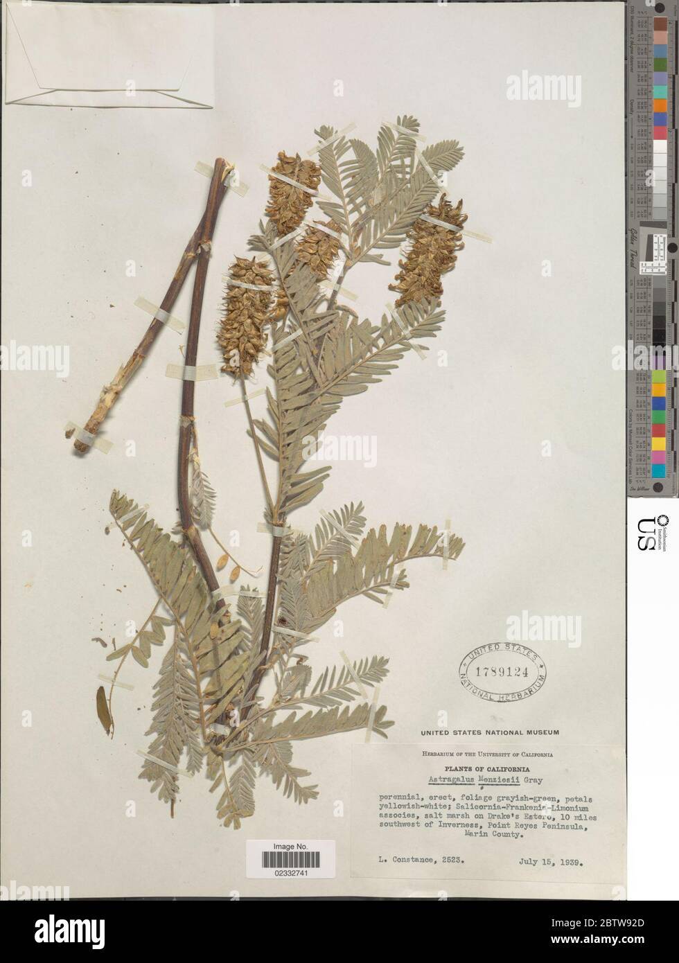 Plant astragalus genus hi-res stock photography and images - Alamy