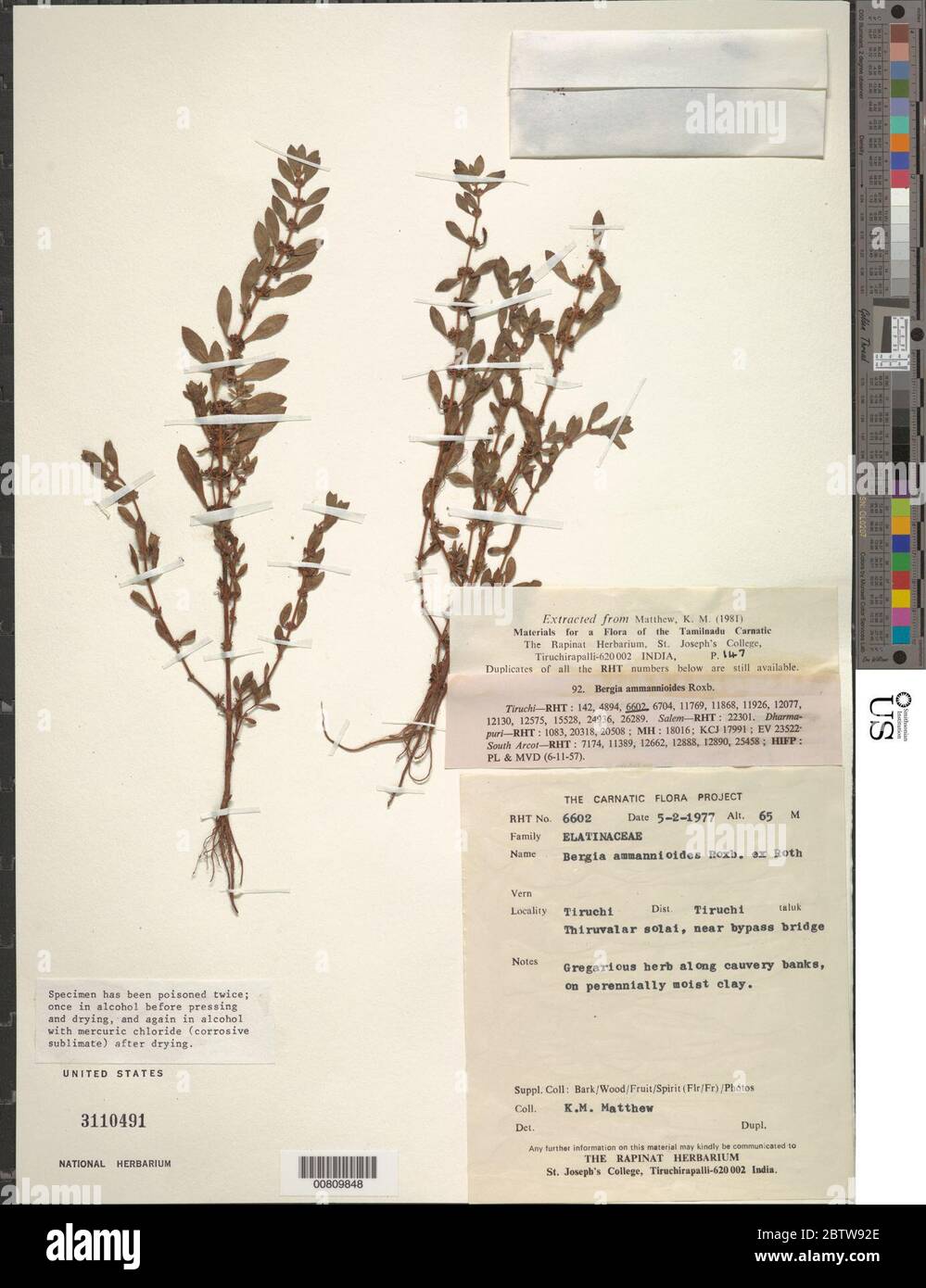 Bergia hi-res stock photography and images - Alamy