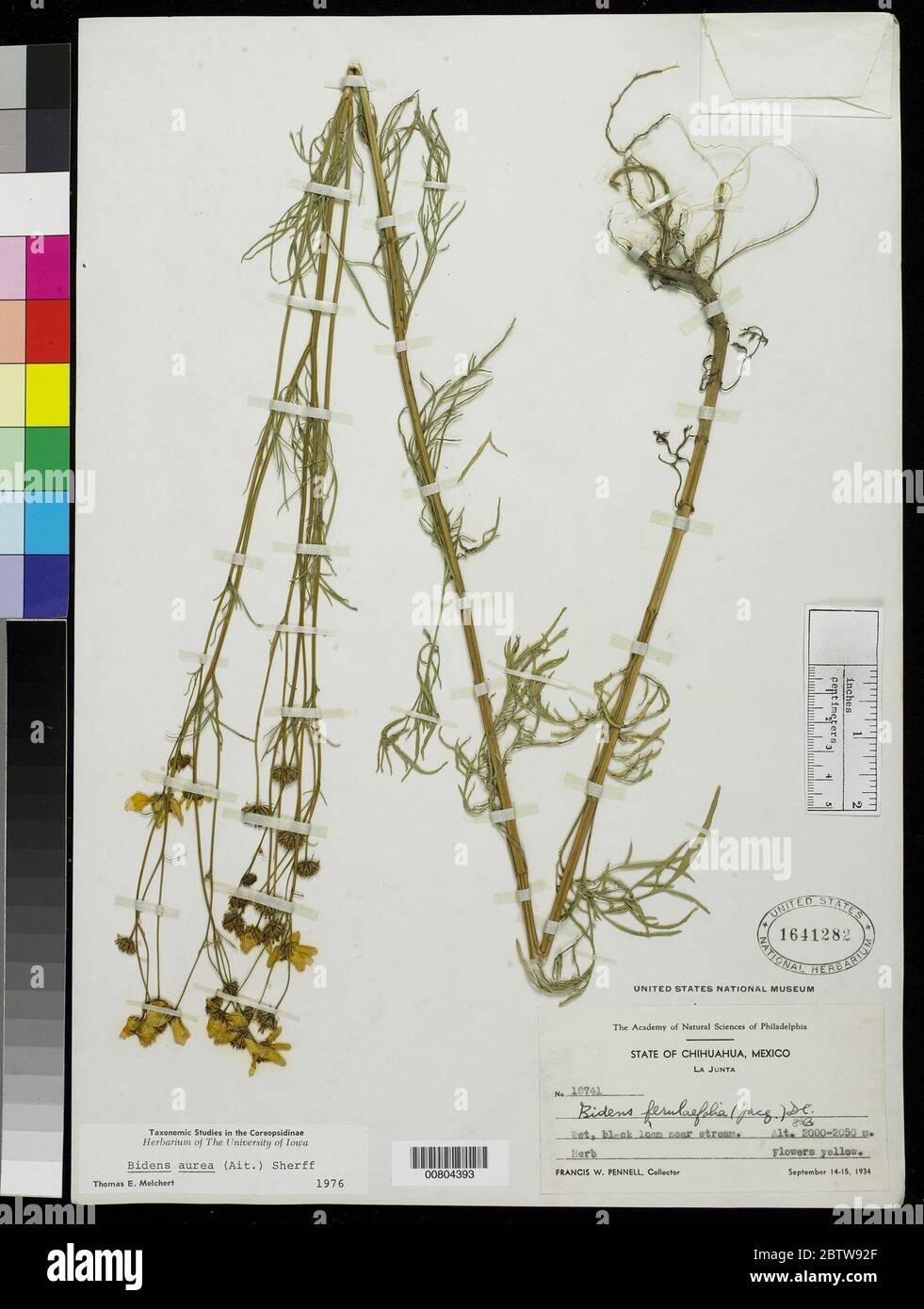 Bidens aurea Aiton Sherff Stock Photo - Alamy