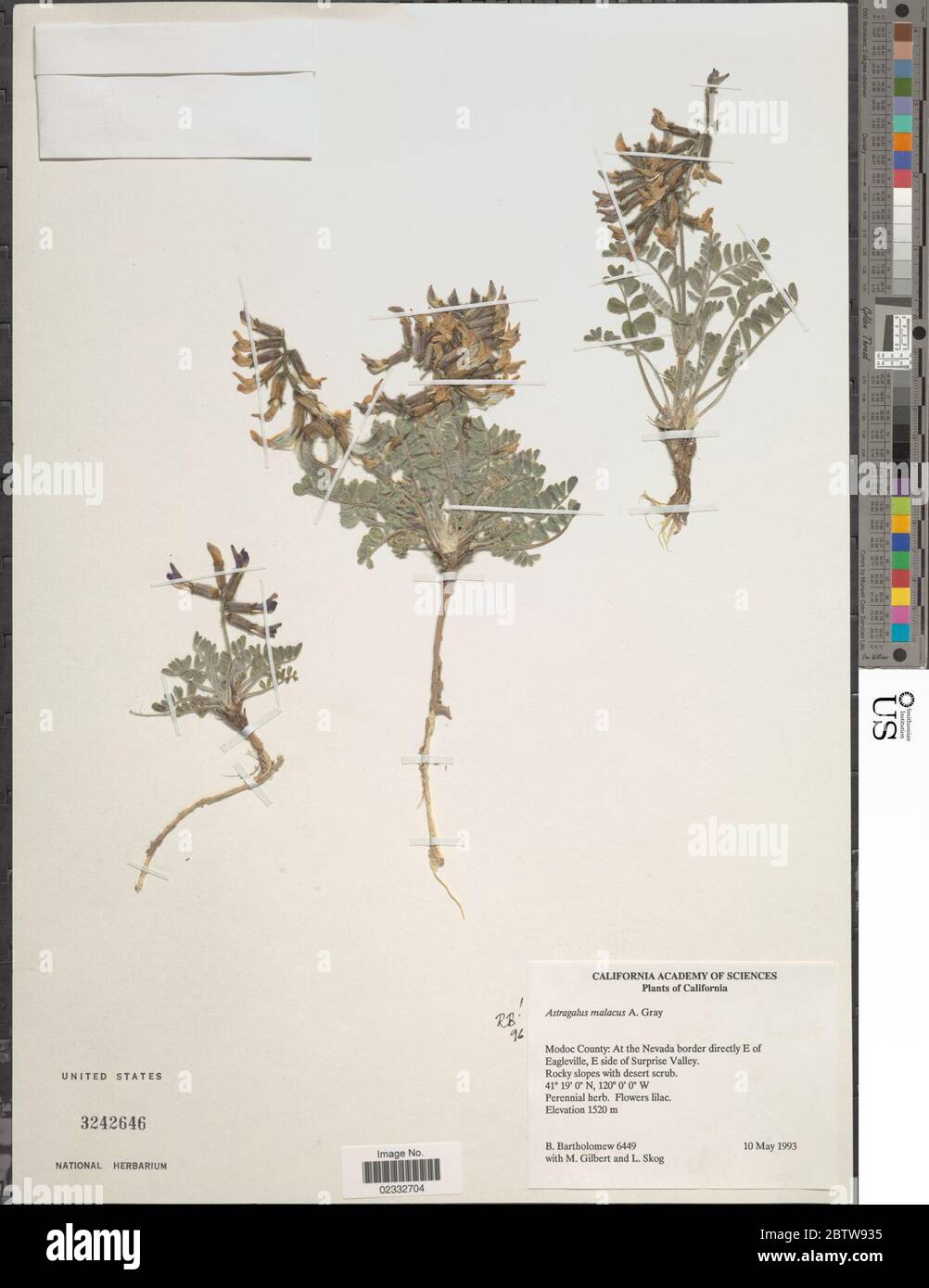 Plant astragalus genus hi-res stock photography and images - Alamy