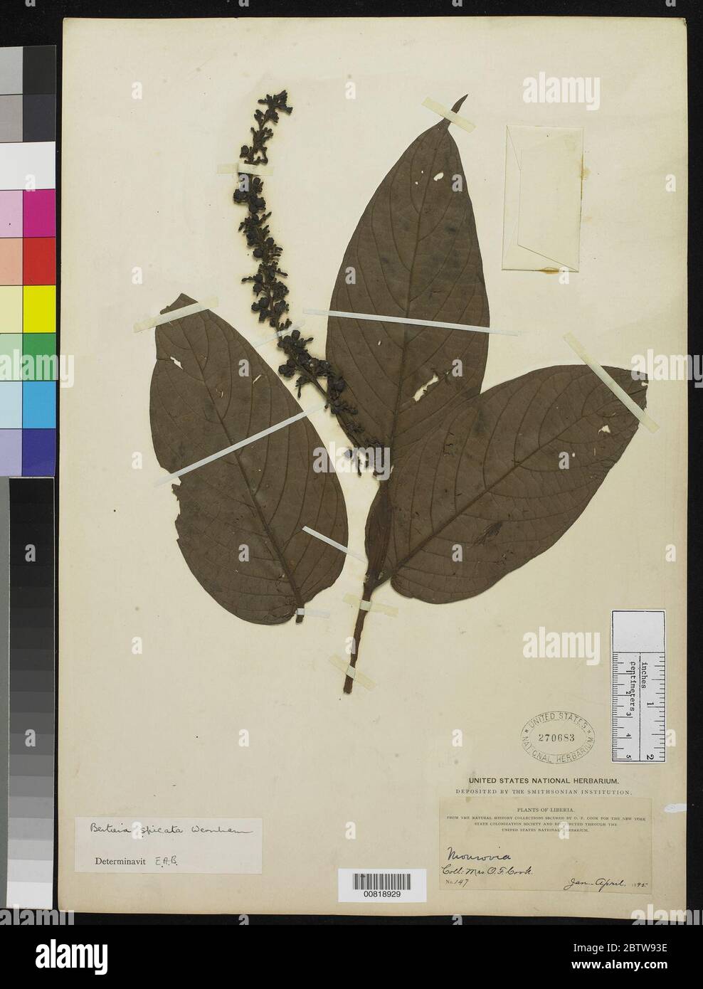 Bertiera spicata Gaerth Wernham Stock Photo - Alamy