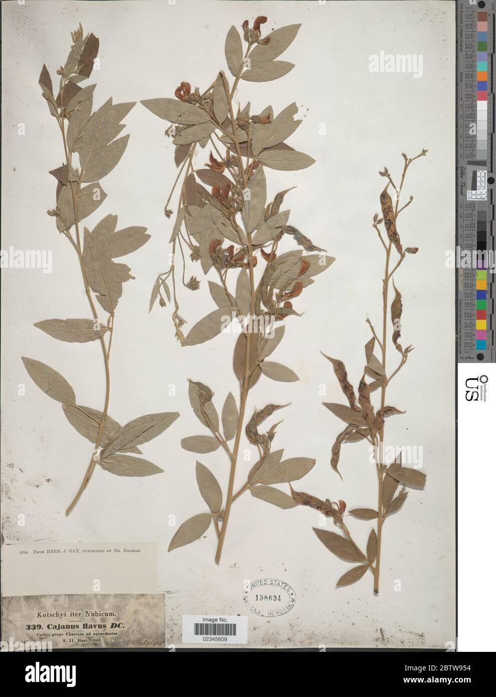 Cajanus flavus DC Stock Photo - Alamy