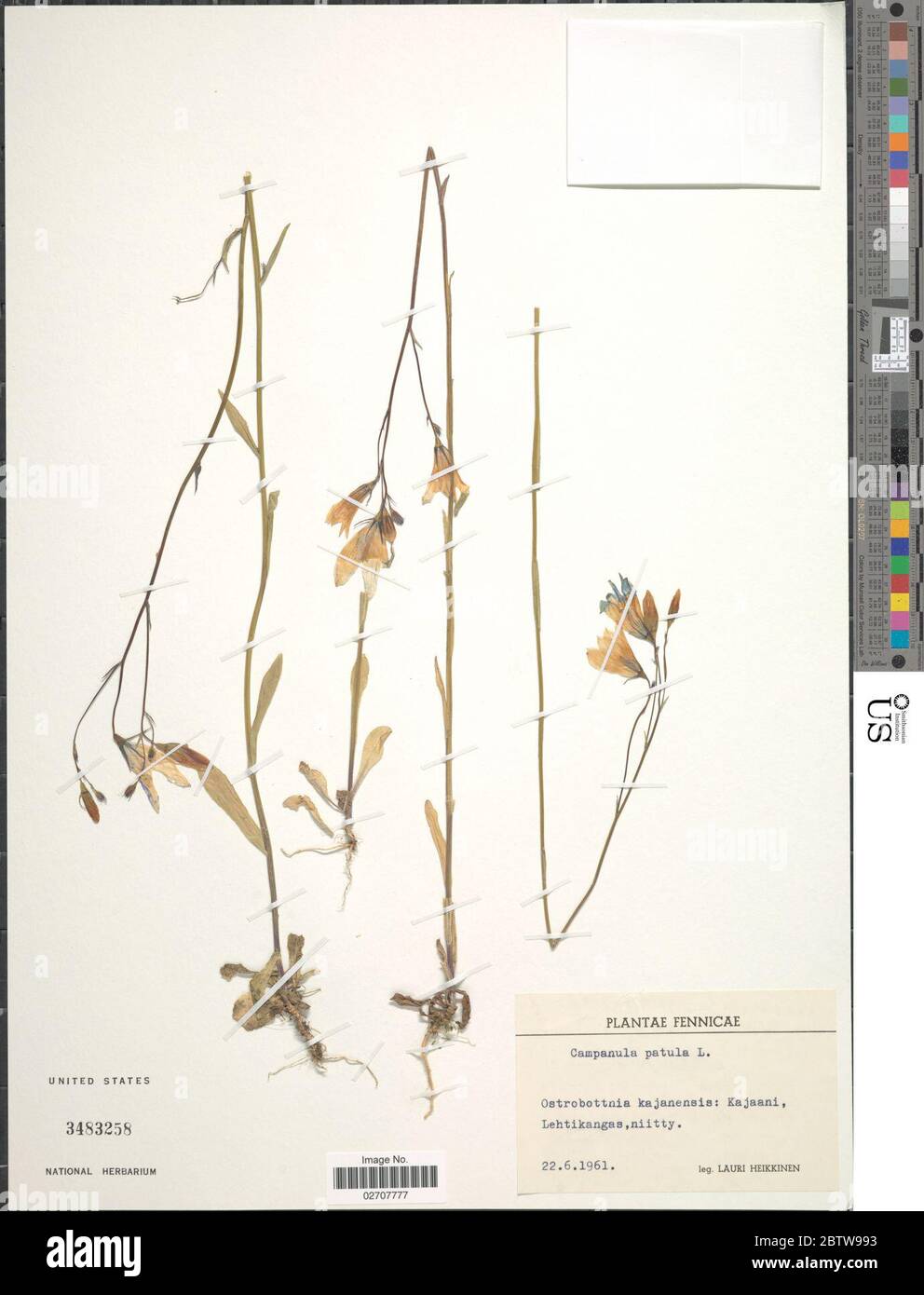 Patula flowers hi-res stock photography and images - Alamy