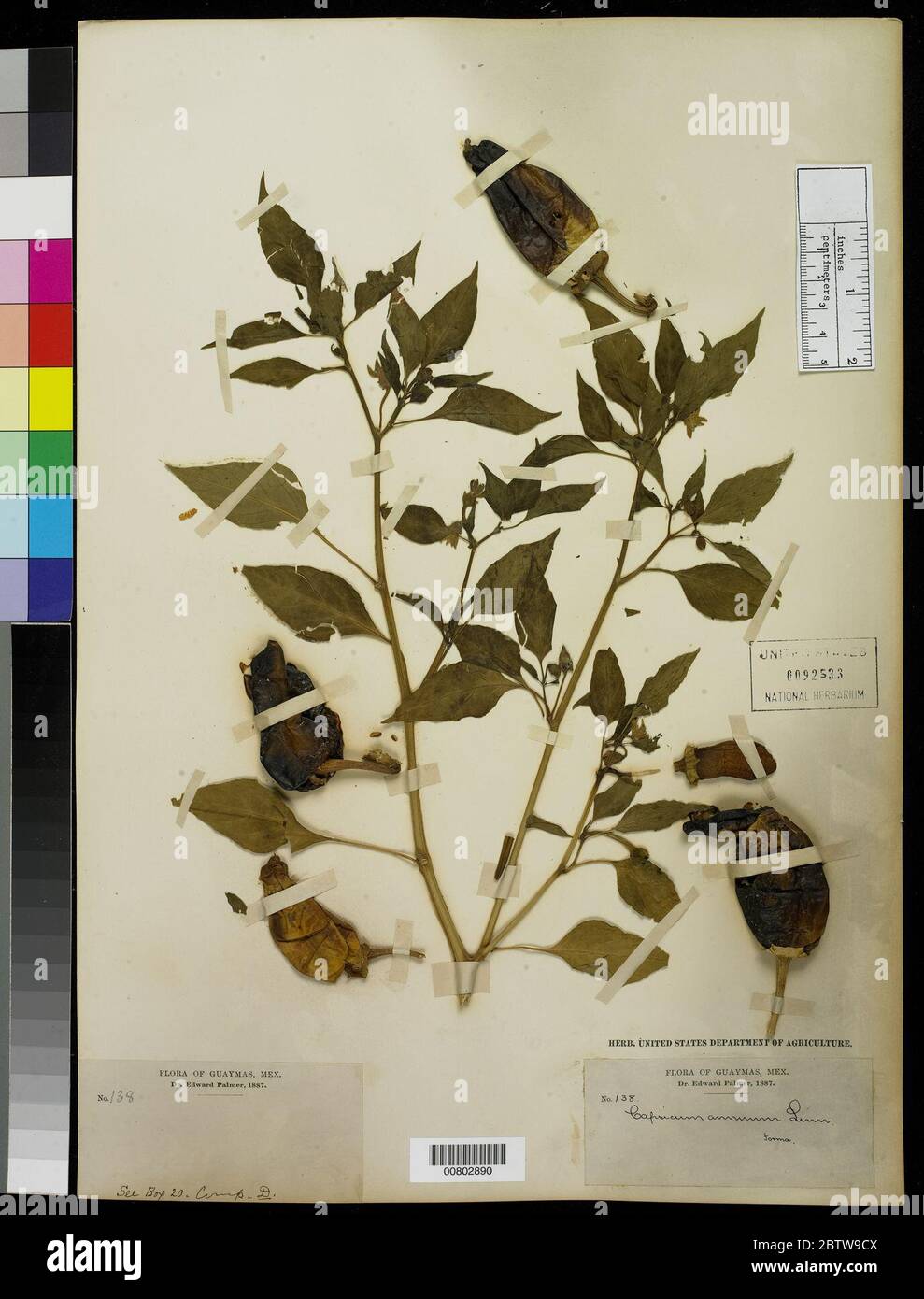 Capsicum annuum L Stock Photo - Alamy