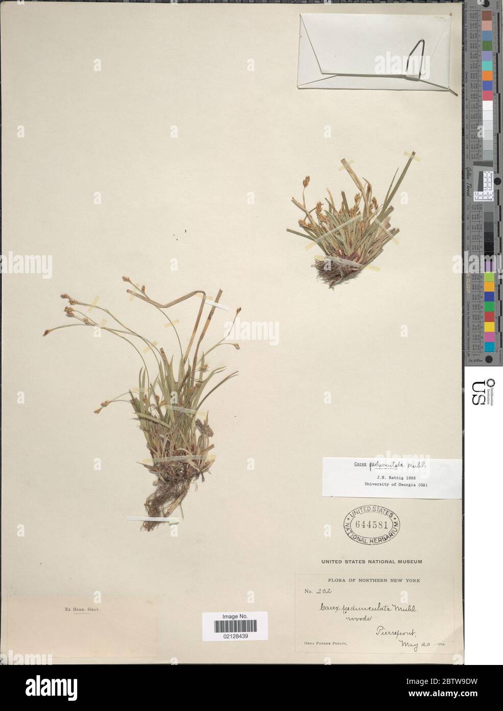 Pedunculata hi-res stock photography and images - Alamy