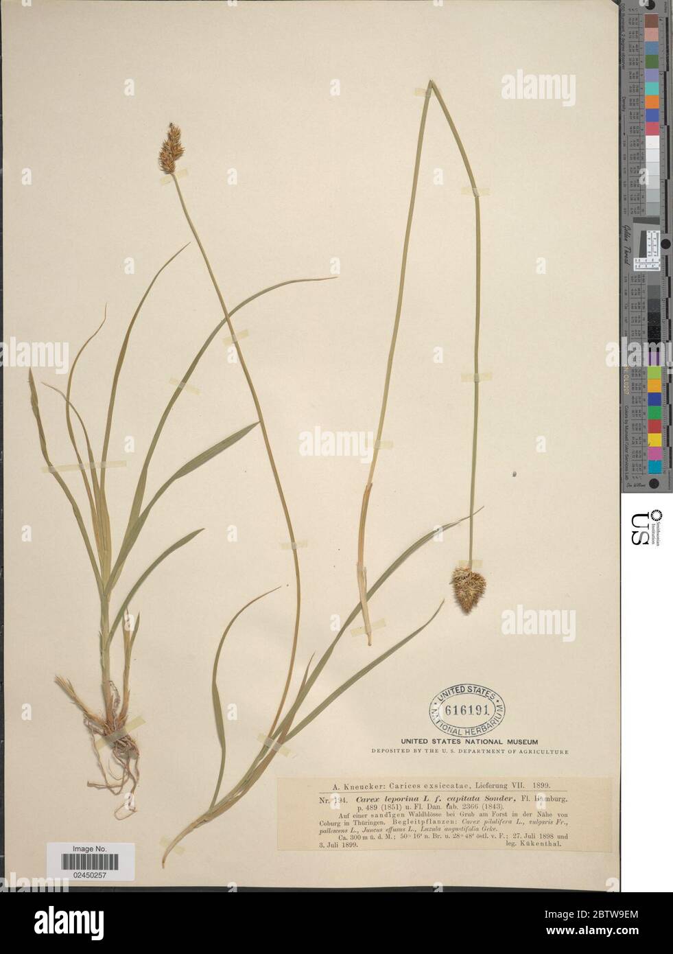 Carex leporina L Stock Photo - Alamy