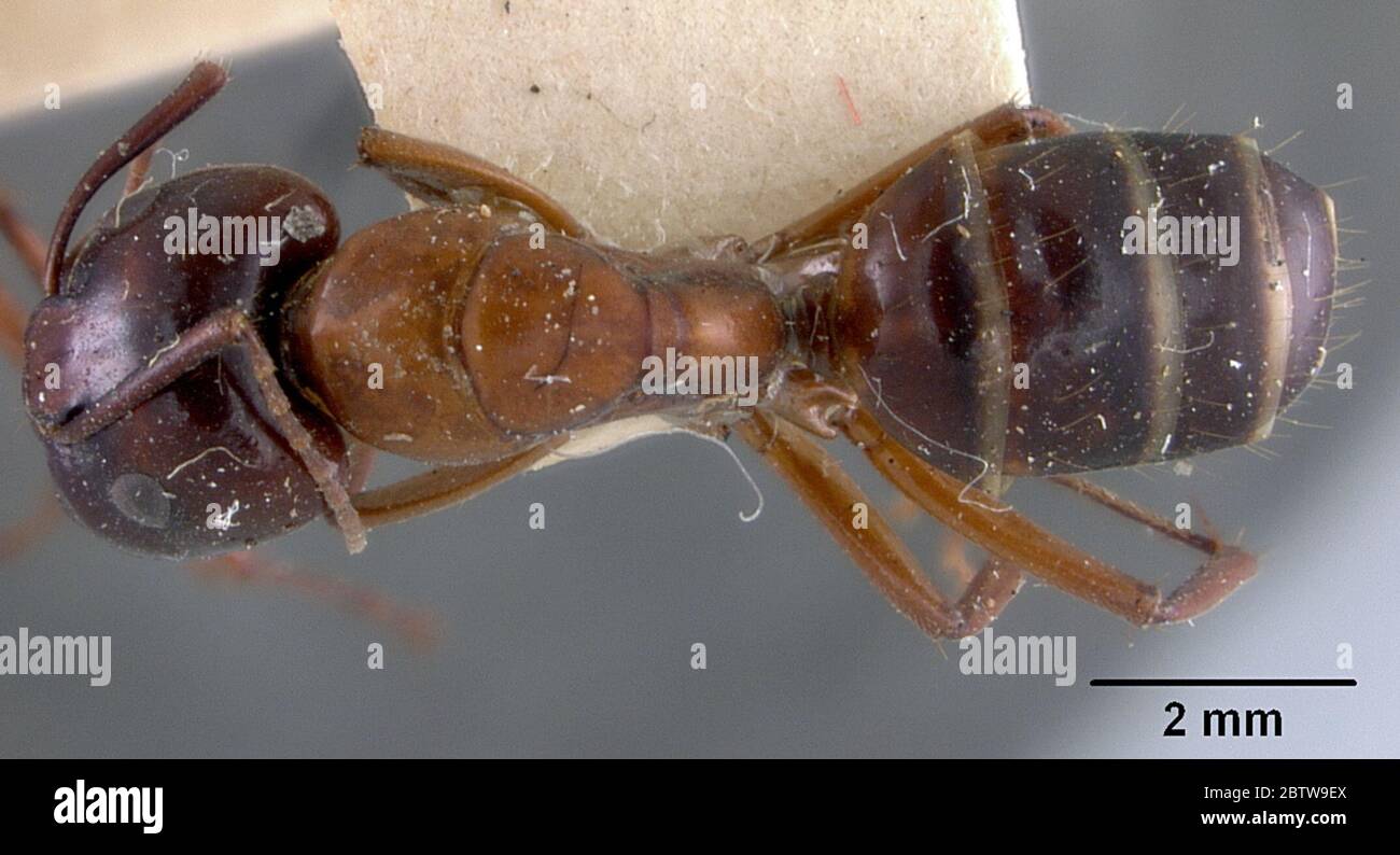 Camponotus texanus. 30 Mar 20203 Stock Photo - Alamy