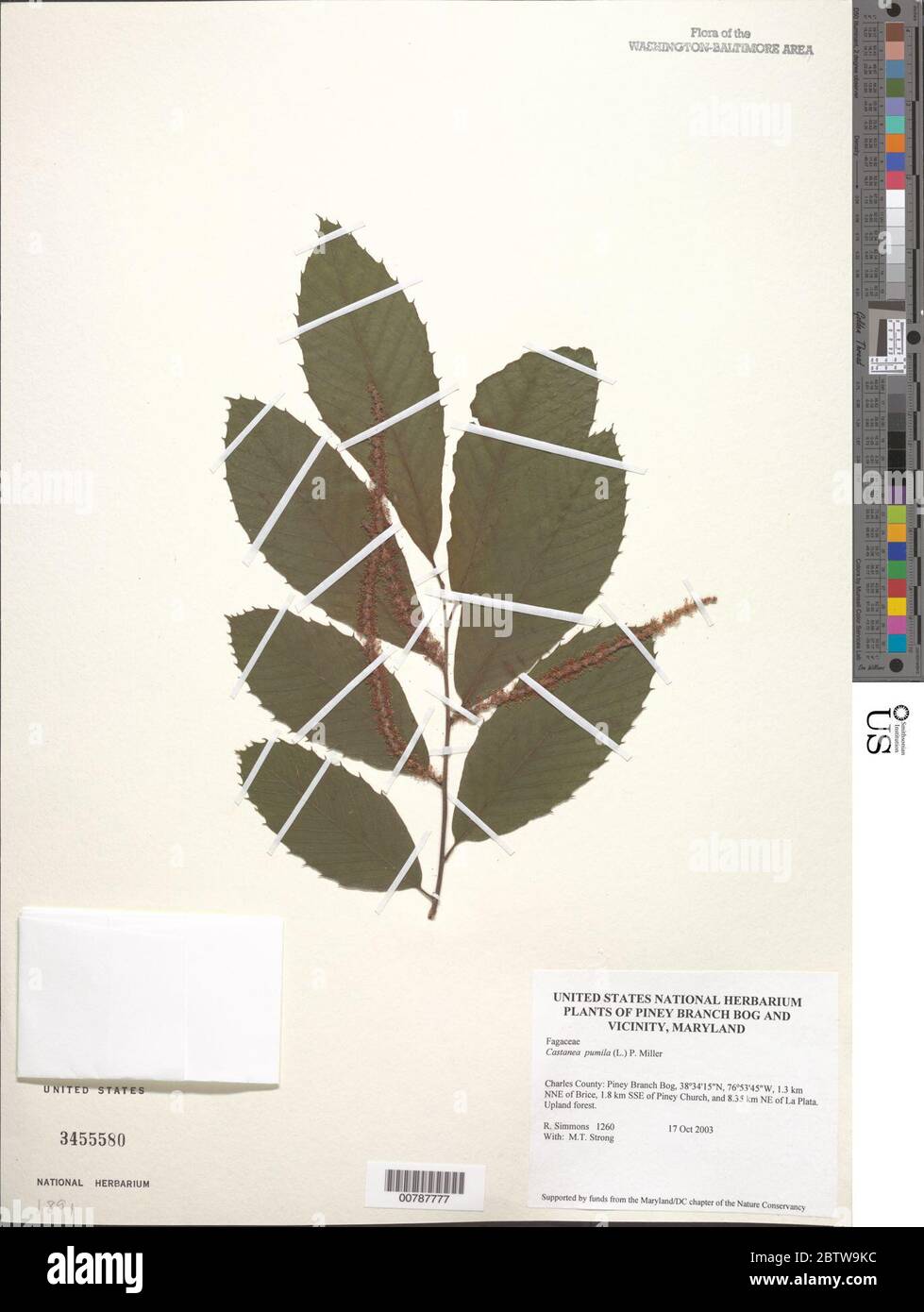 Castanea pumila L Mill Stock Photo - Alamy