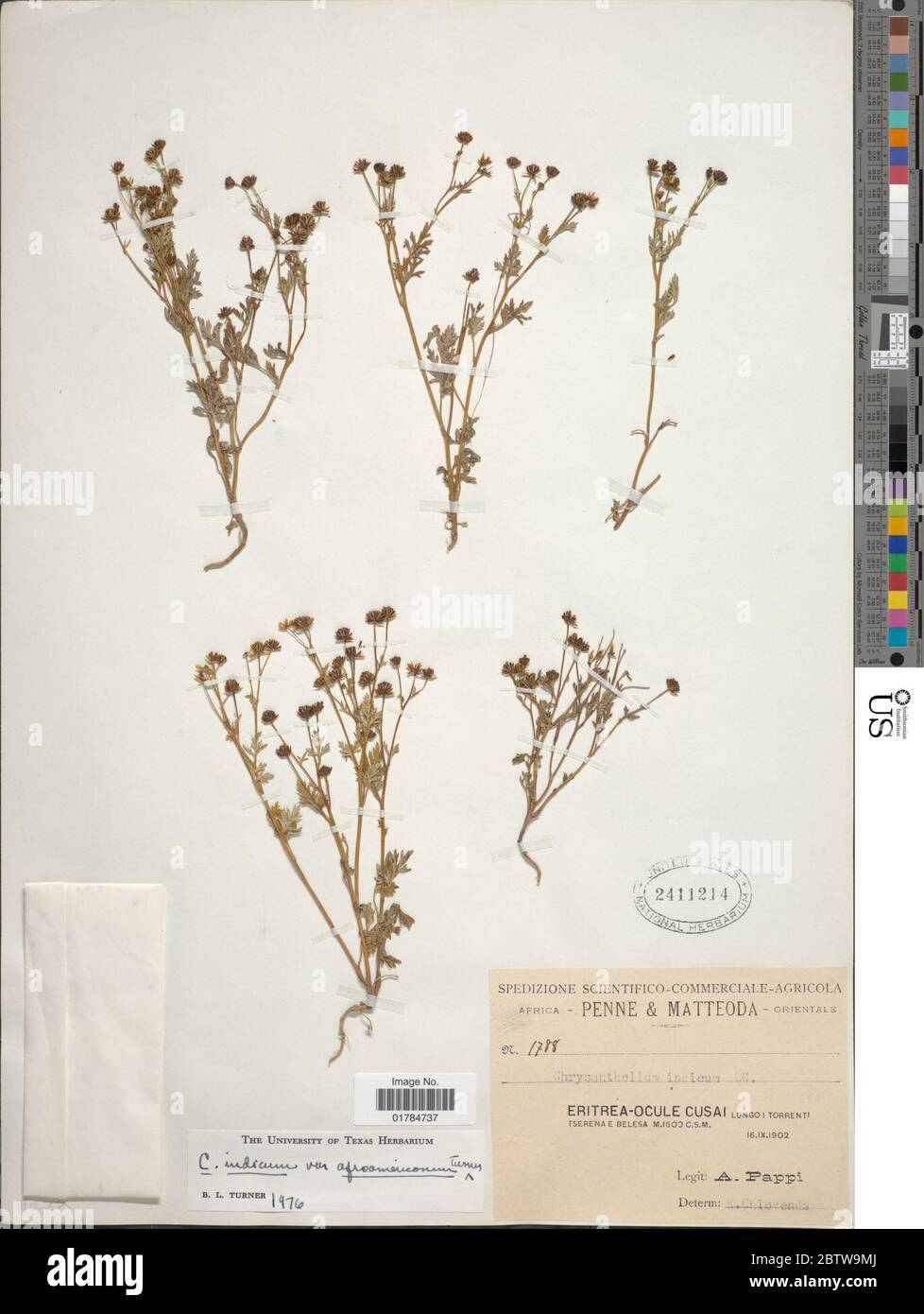 S indicum hi-res stock photography and images - Alamy