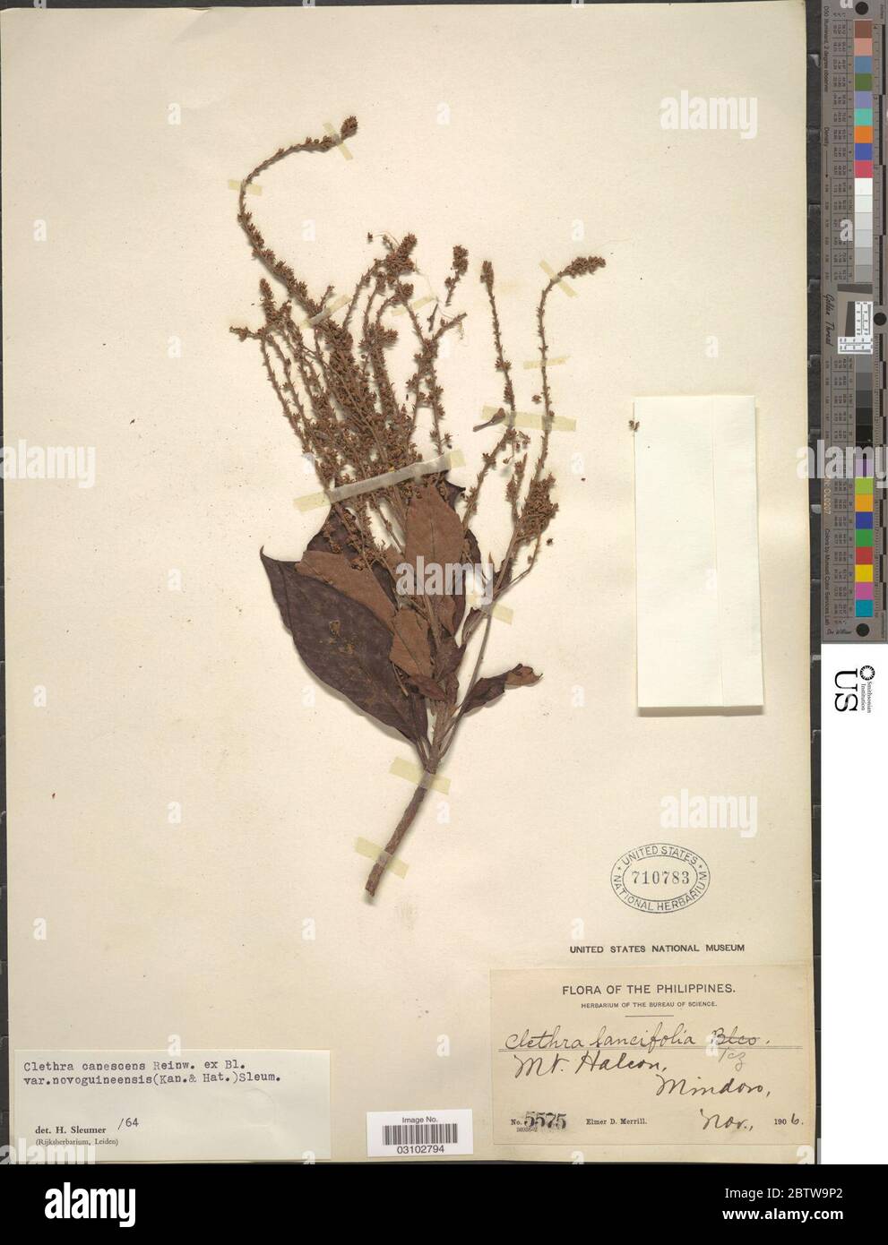 Clethra canescens var novoguineensis Kaneh Hatus Sleumer Stock Photo ...
