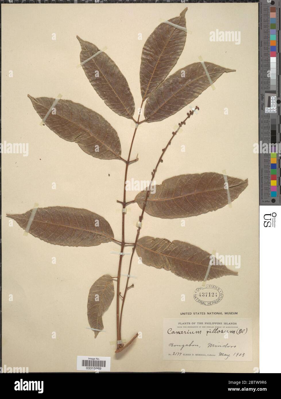 Canarium asperum subsp asperum. 12 Jul 20191 Stock Photo - Alamy