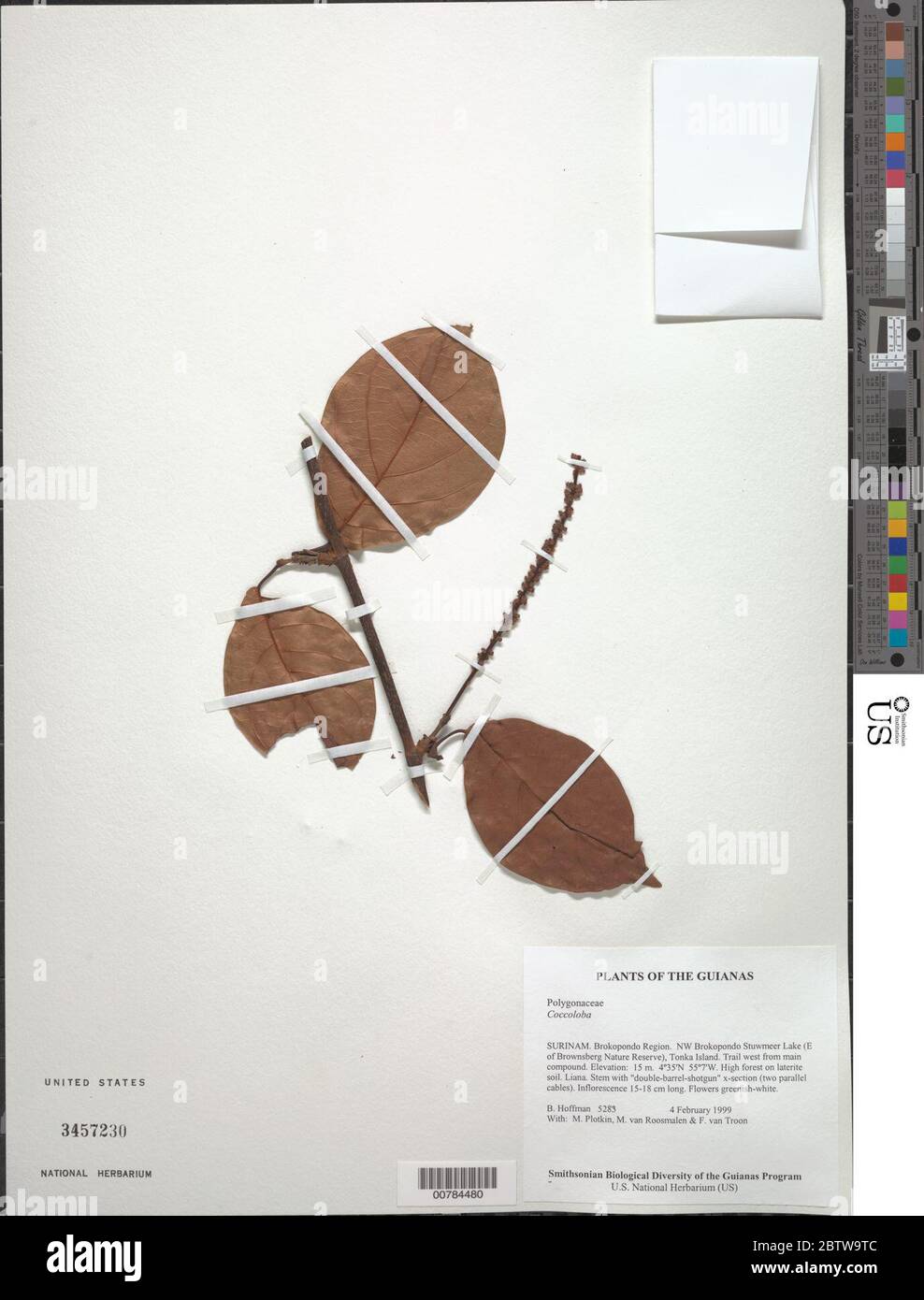 Coccoloba coccoloba sp hi-res stock photography and images - Alamy