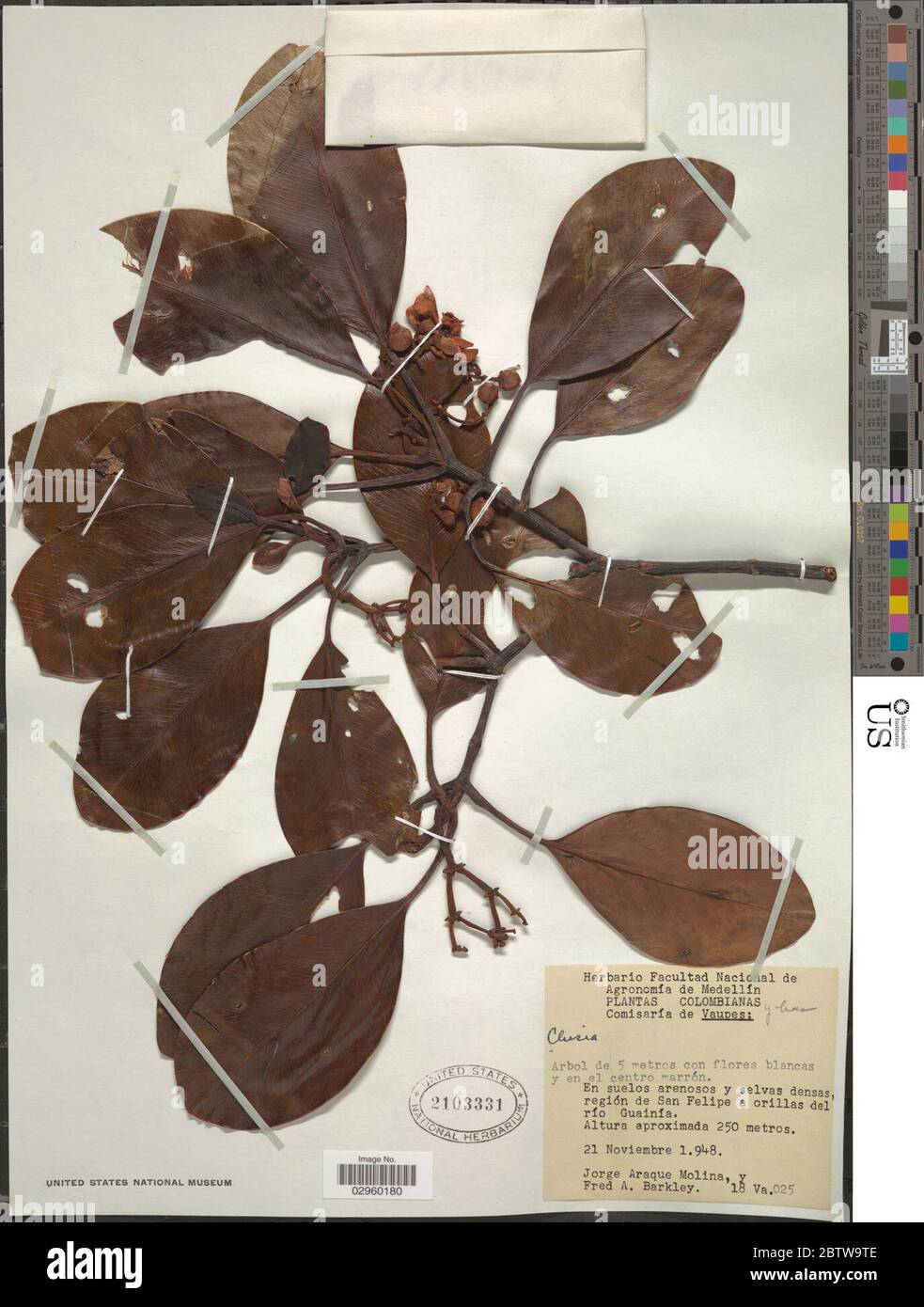 Clusia sp hi-res stock photography and images - Alamy