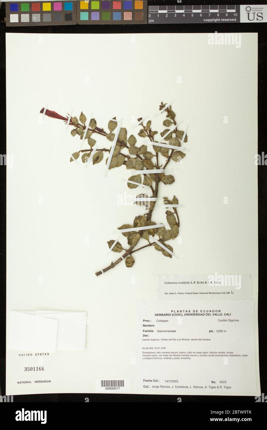 Kvist hi-res stock photography and images - Alamy