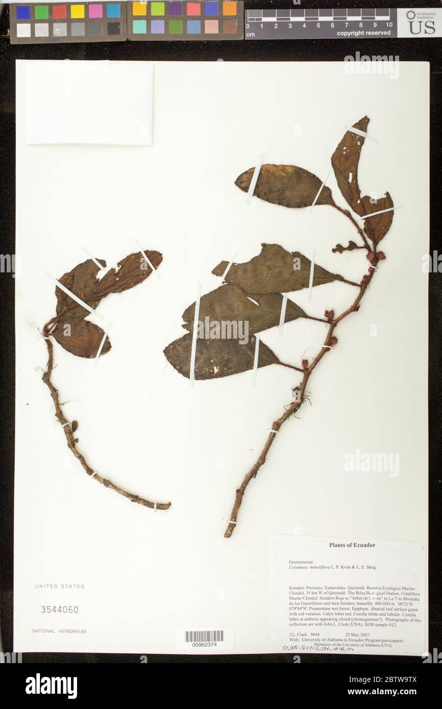 Kvist hi-res stock photography and images - Alamy