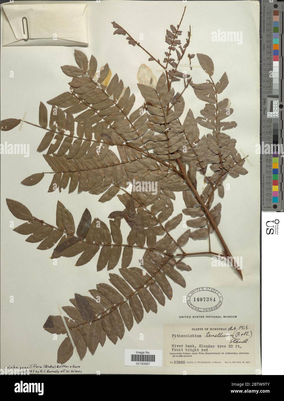 Cojoba graciliflora SF Blake Britton Rose Stock Photo - Alamy