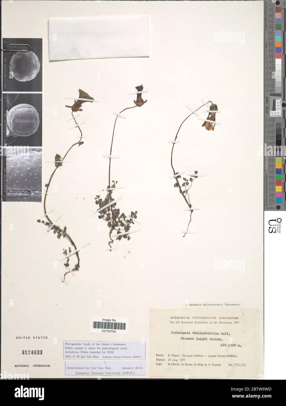 Codonopsis thalictrifolia Wall Stock Photo - Alamy