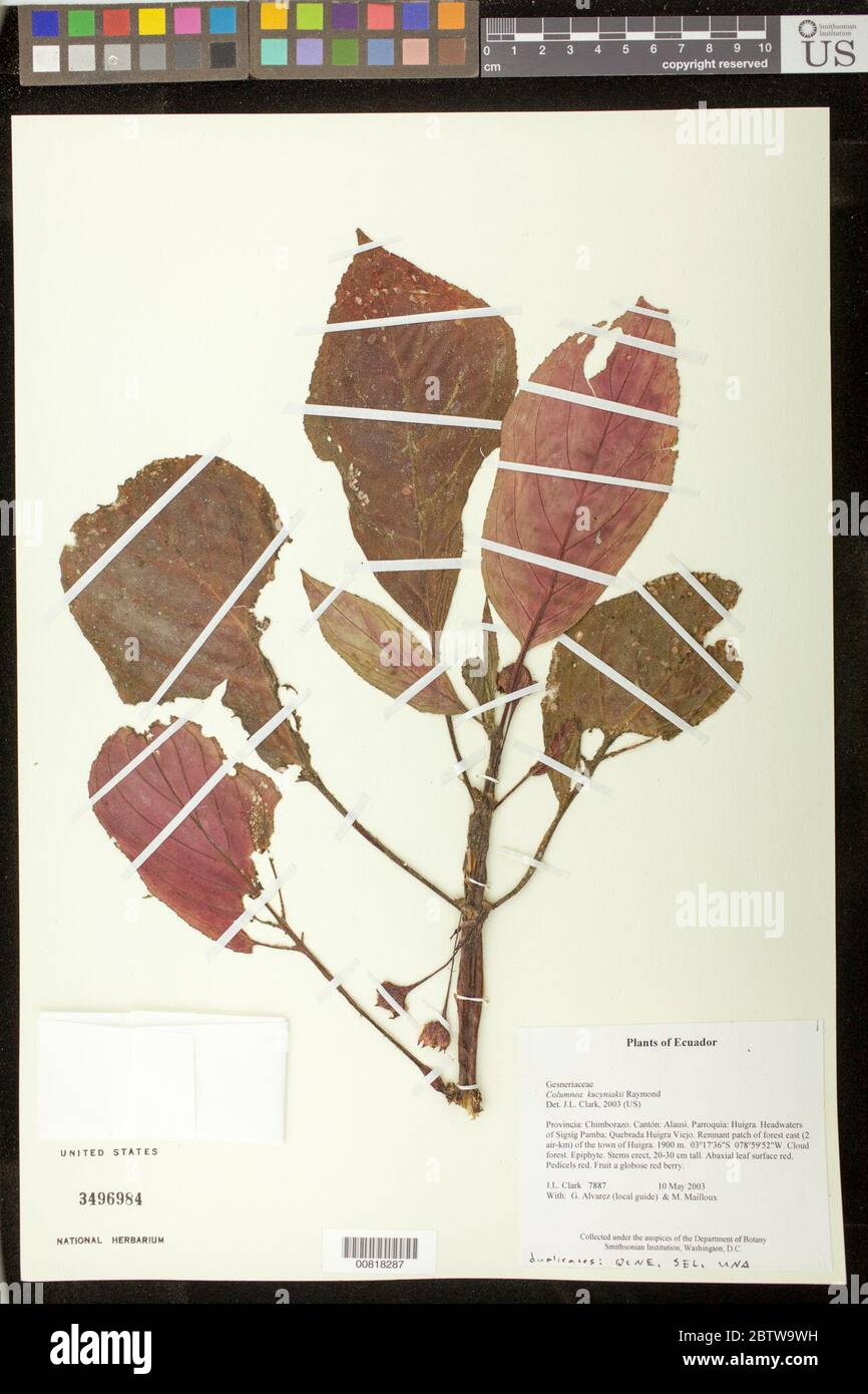 Columnea kucyniakii Raymond Stock Photo - Alamy