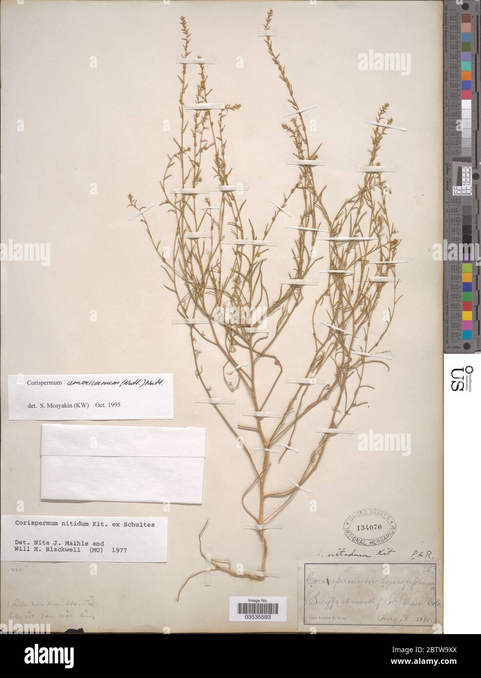 Corispermum americanum Nutt Nutt Stock Photo - Alamy