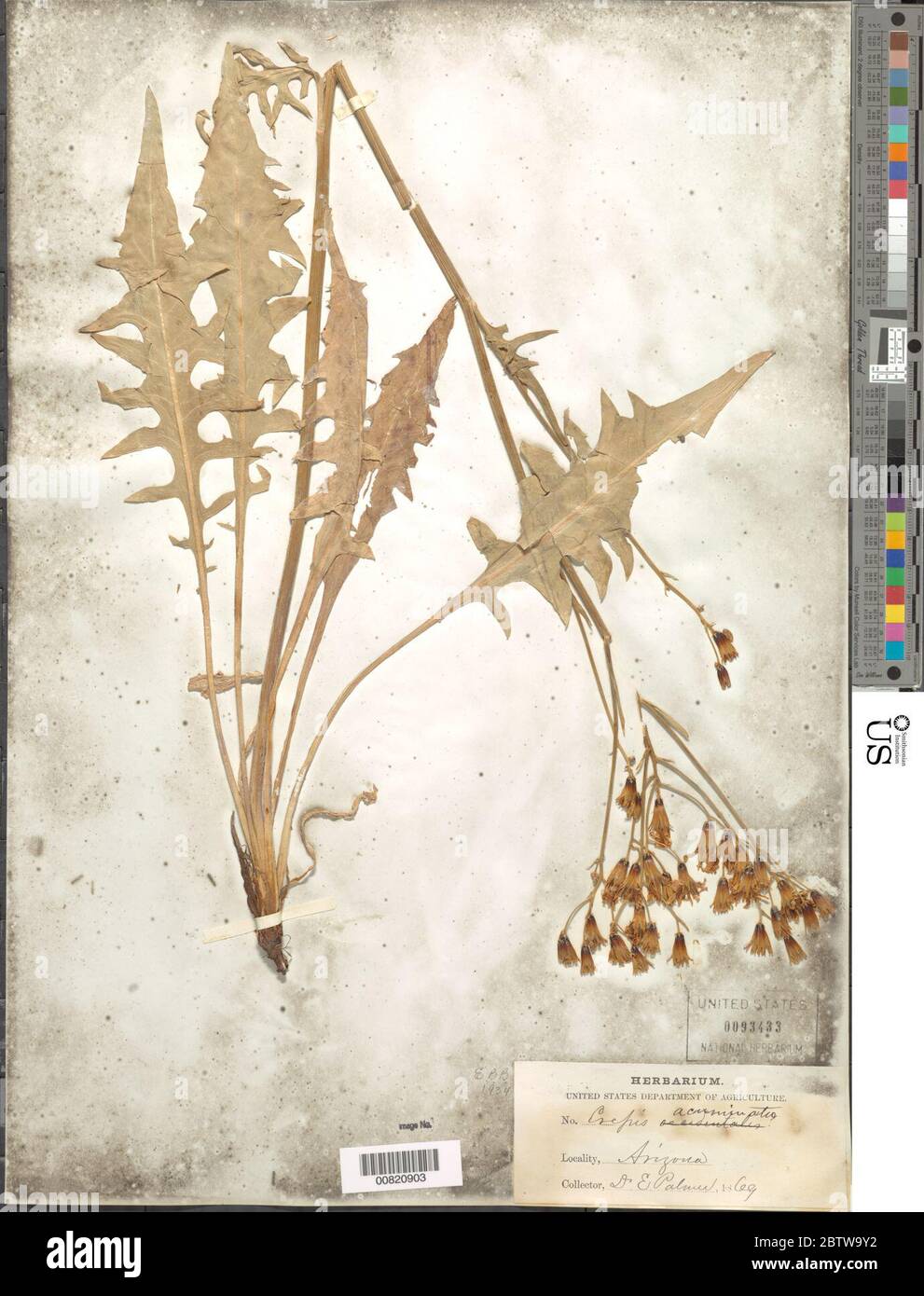 Crepis acuminata hi-res stock photography and images - Alamy