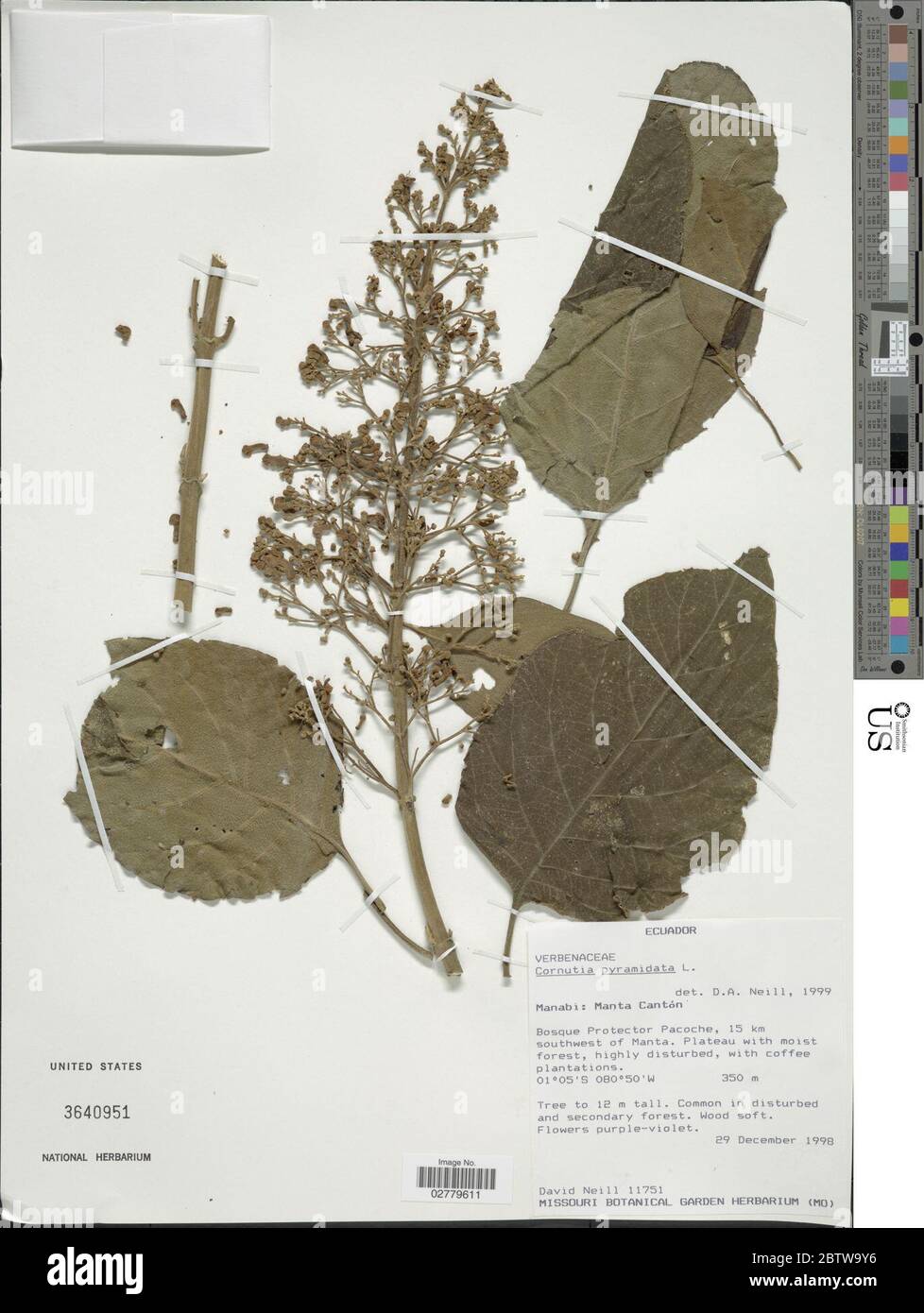 Pyramid shaped flowers hi-res stock photography and images - Alamy