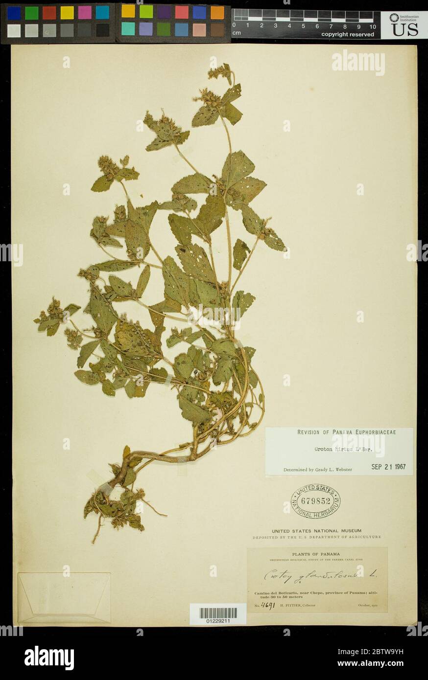 Croton hirtus LHr Stock Photo - Alamy