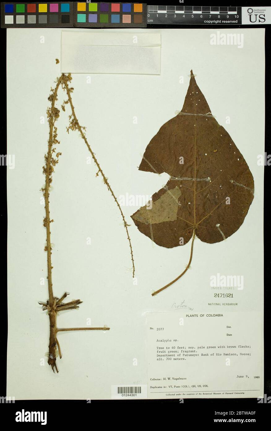 Croton sp hi-res stock photography and images - Alamy