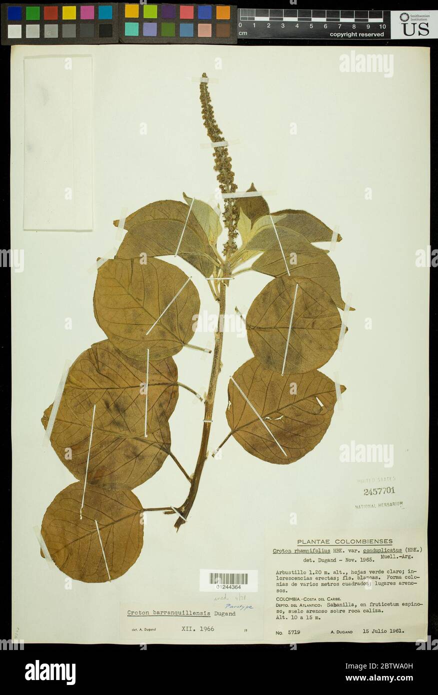 Croton sp hi-res stock photography and images - Alamy