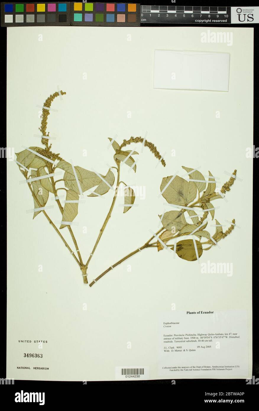 Croton sp hi-res stock photography and images - Alamy