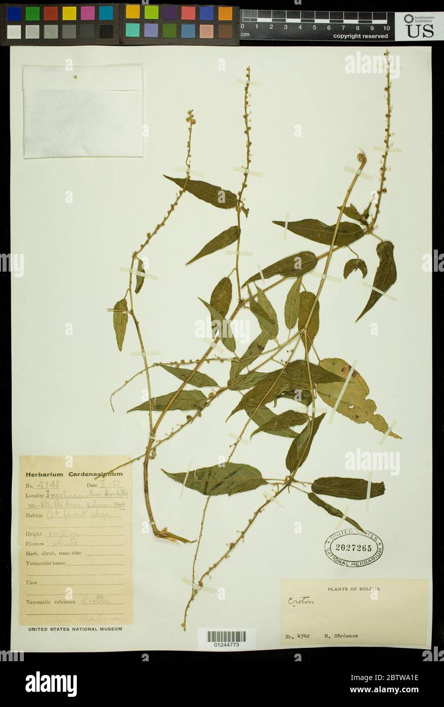 Croton sp hi-res stock photography and images - Alamy