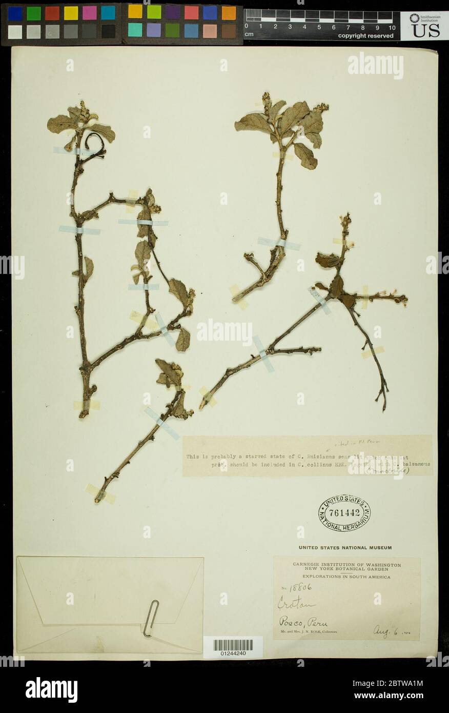 Croton sp hi-res stock photography and images - Alamy