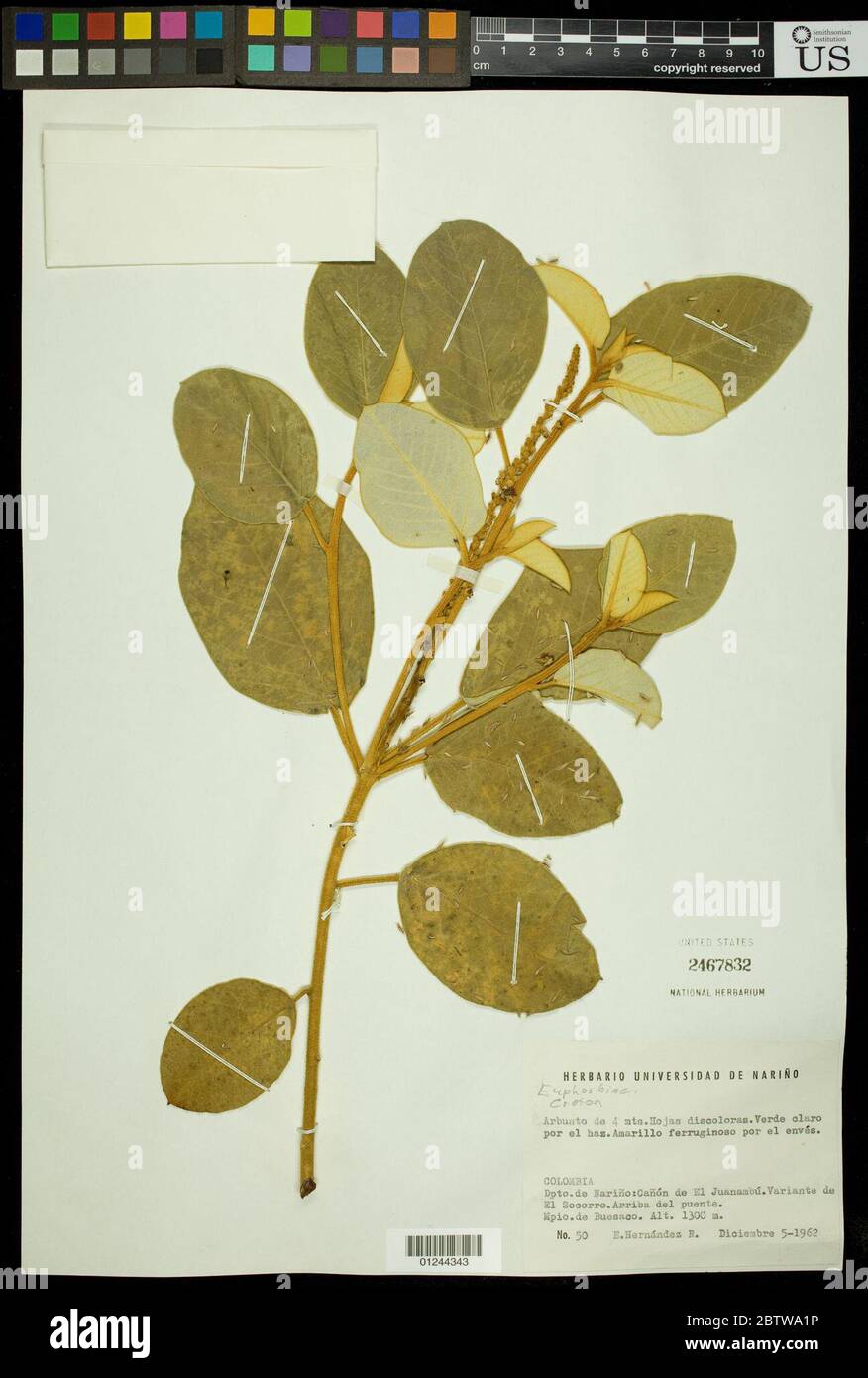 Croton sp hi-res stock photography and images - Alamy