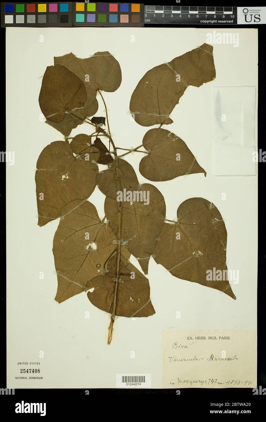 Croton sp hi-res stock photography and images - Alamy