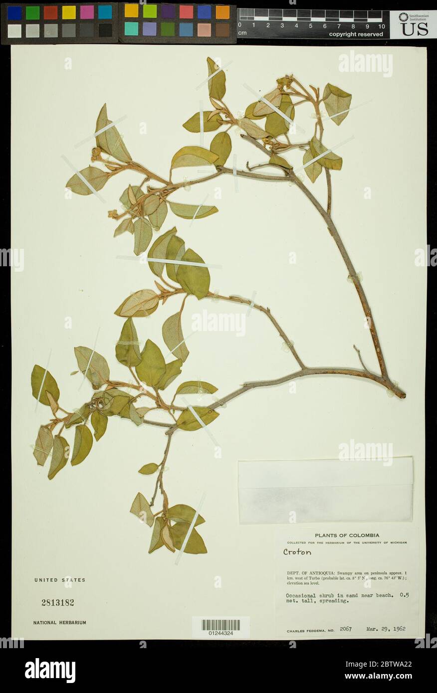 Croton sp hi-res stock photography and images - Alamy