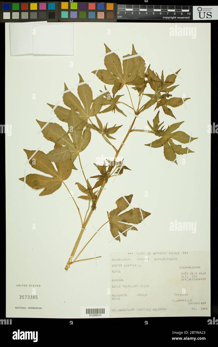 Croton lobatus L Stock Photo - Alamy